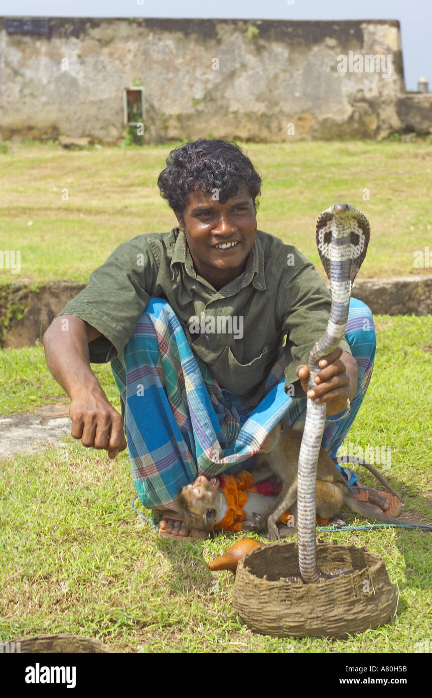 Snakes of sri lanka hi-res stock photography and images - Alamy