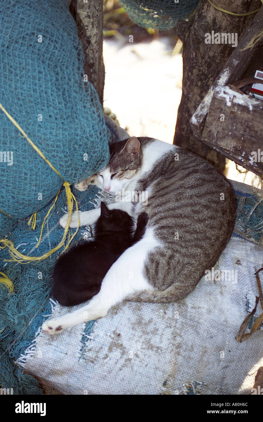 Kerala, Cochin, Cat and Kitten in Boat Stock Photo - Alamy
