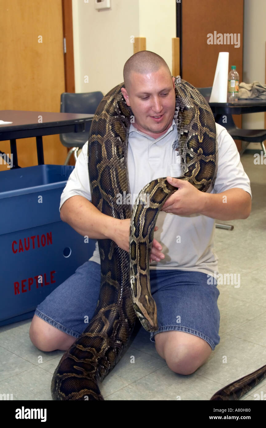 A snake owner showing his burmese python Stock Photo - Alamy