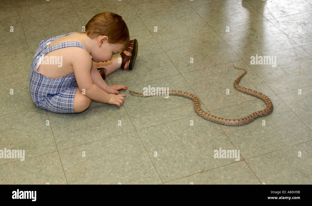 Corn snake boy hi-res stock photography and images - Alamy