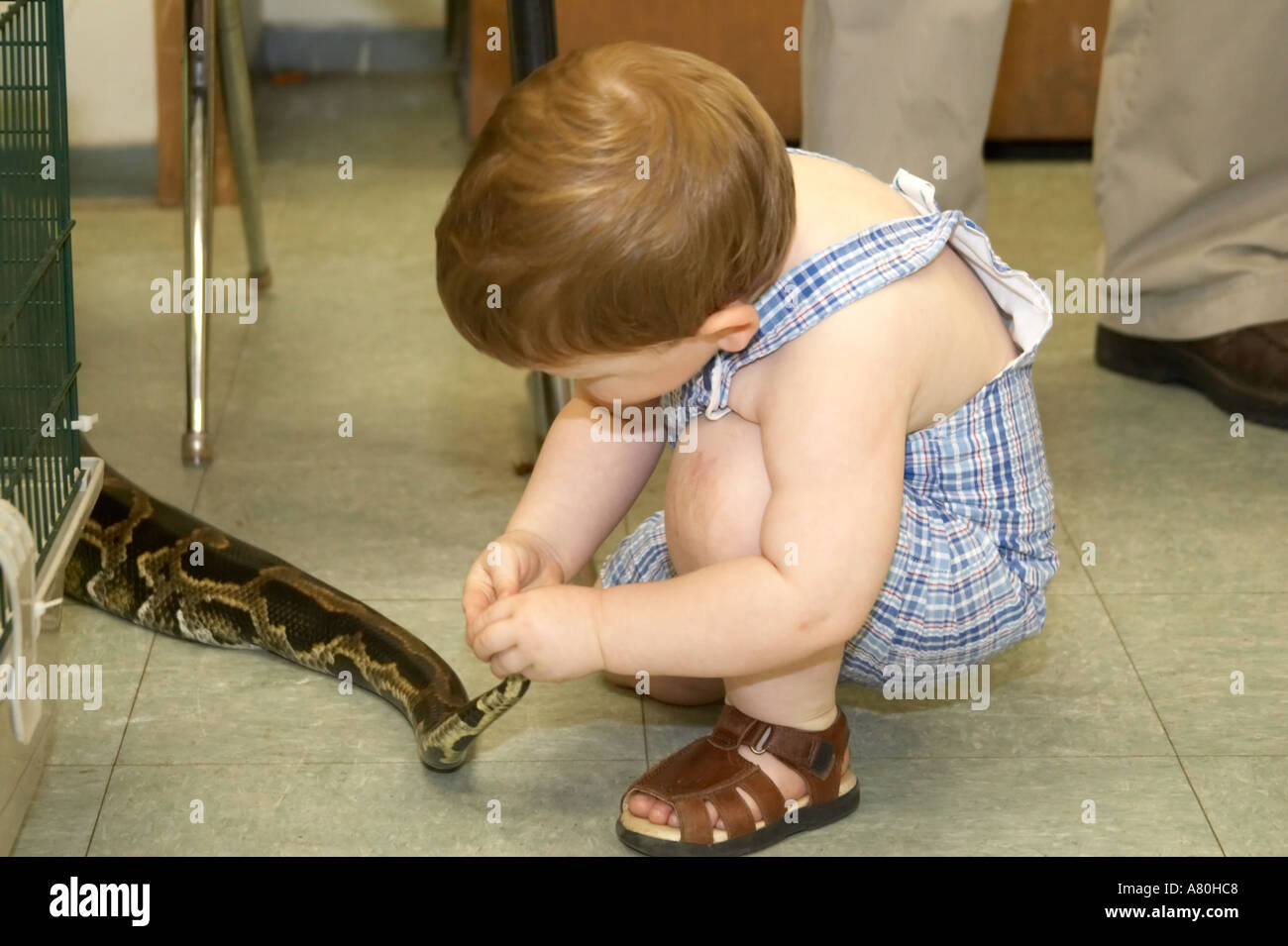 Snake pulling hi-res stock photography and images - Alamy