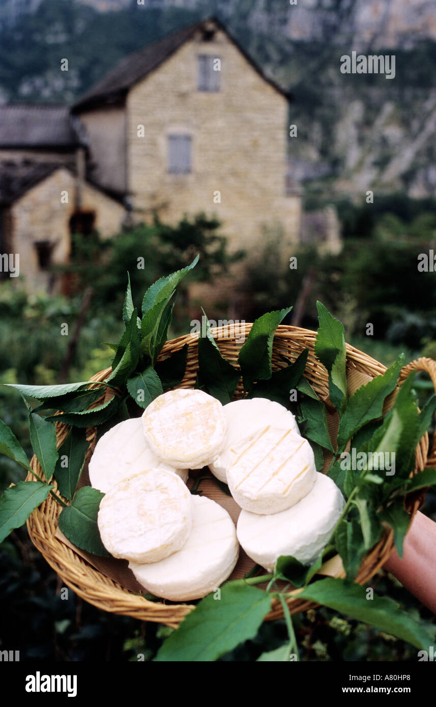 France, Lozere, gorges of Tarn river, Blajoux, goat's milk cheese Stock ...