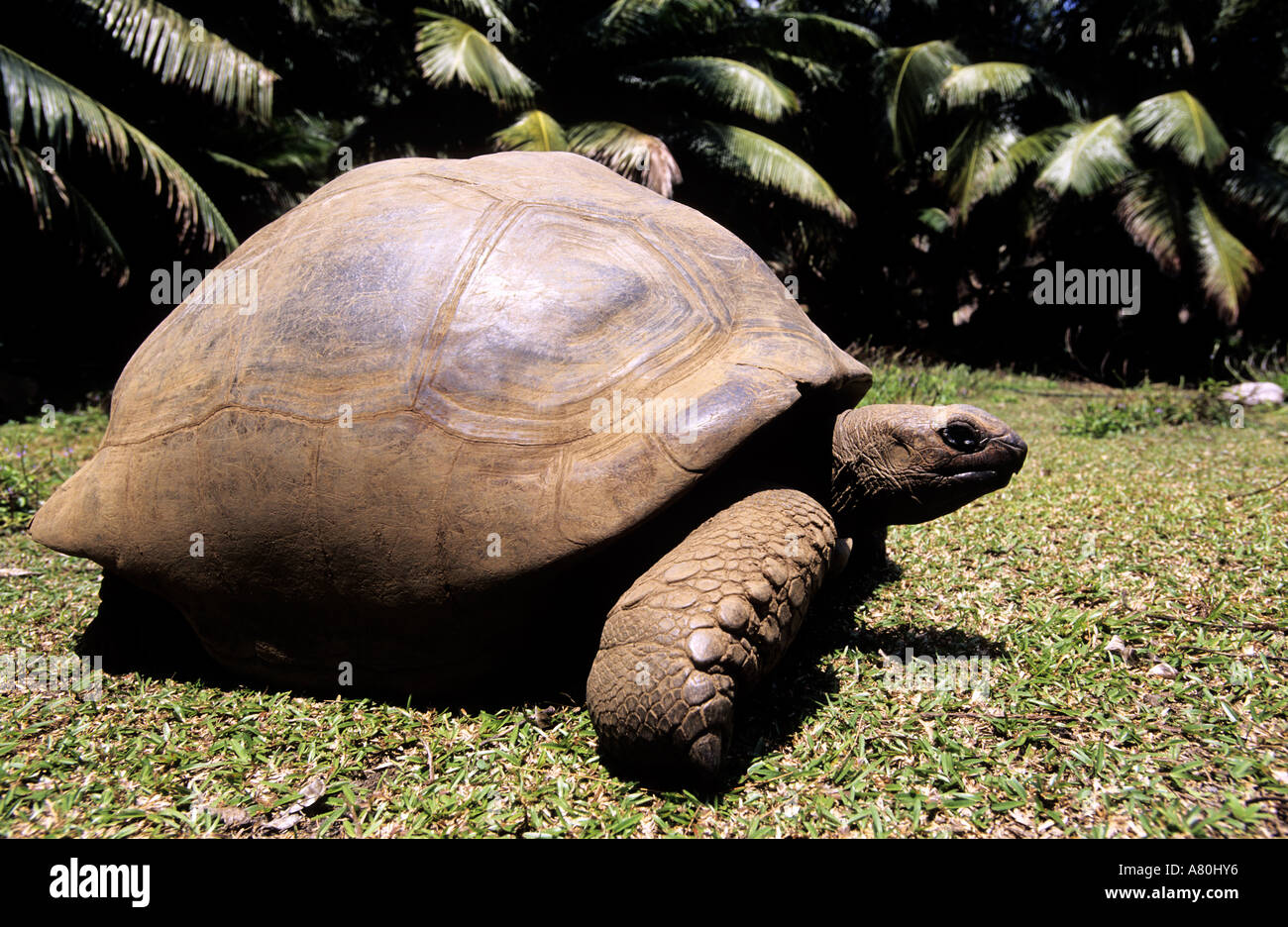 Seychelles, Mahe island, earth turtles at Larzac cape Stock Photo - Alamy