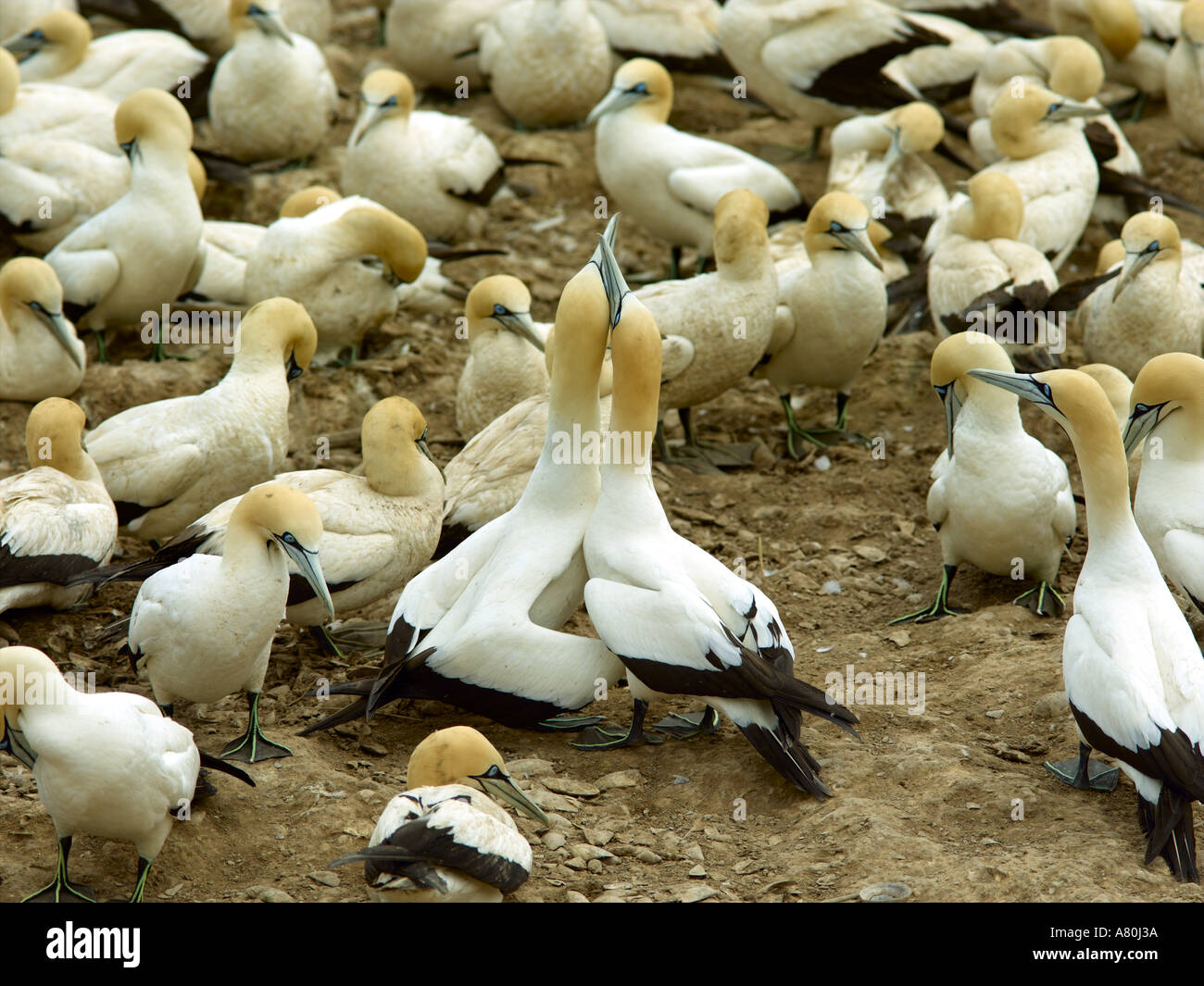Western Cape, Lambert's Bay Bird Island Stock Photo - Alamy