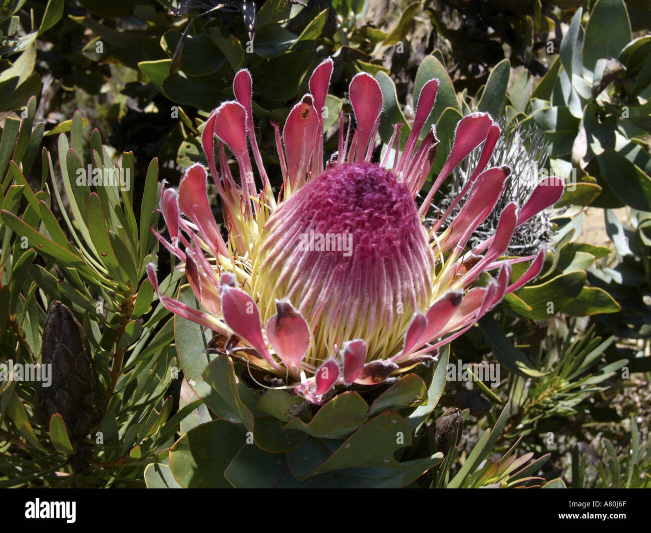 South Africa, Protea Stock Photo - Alamy