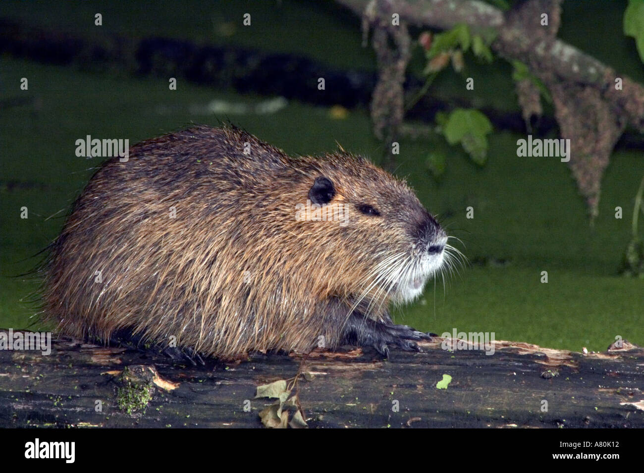 A nutria sitting on a log in a swamp Stock Photo - Alamy