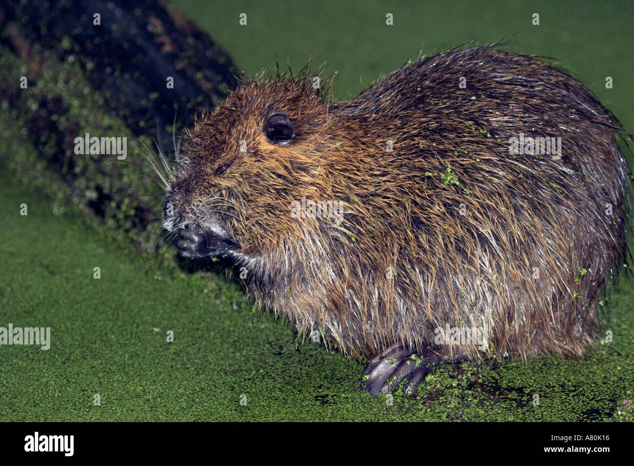 Nutria louisiana hi-res stock photography and images - Alamy