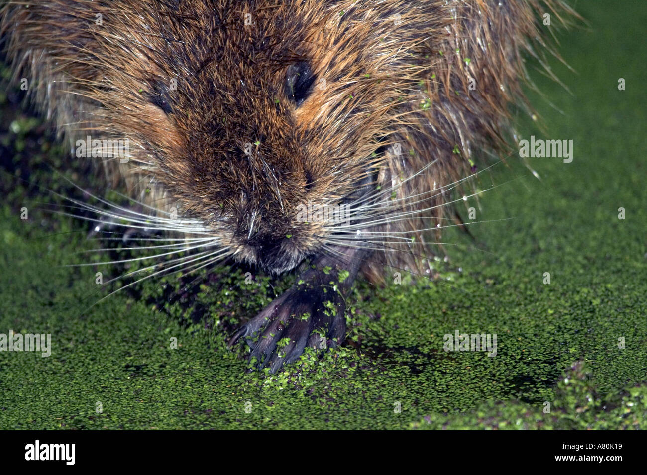 Nutria louisiana hi-res stock photography and images - Alamy