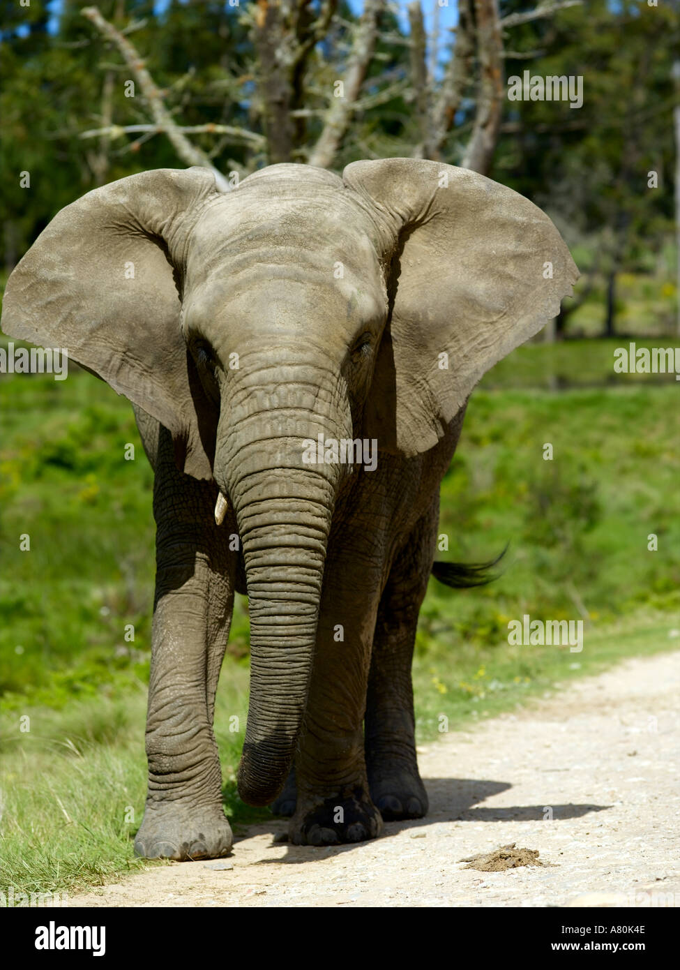 African elephant knysna park hi-res stock photography and images - Alamy