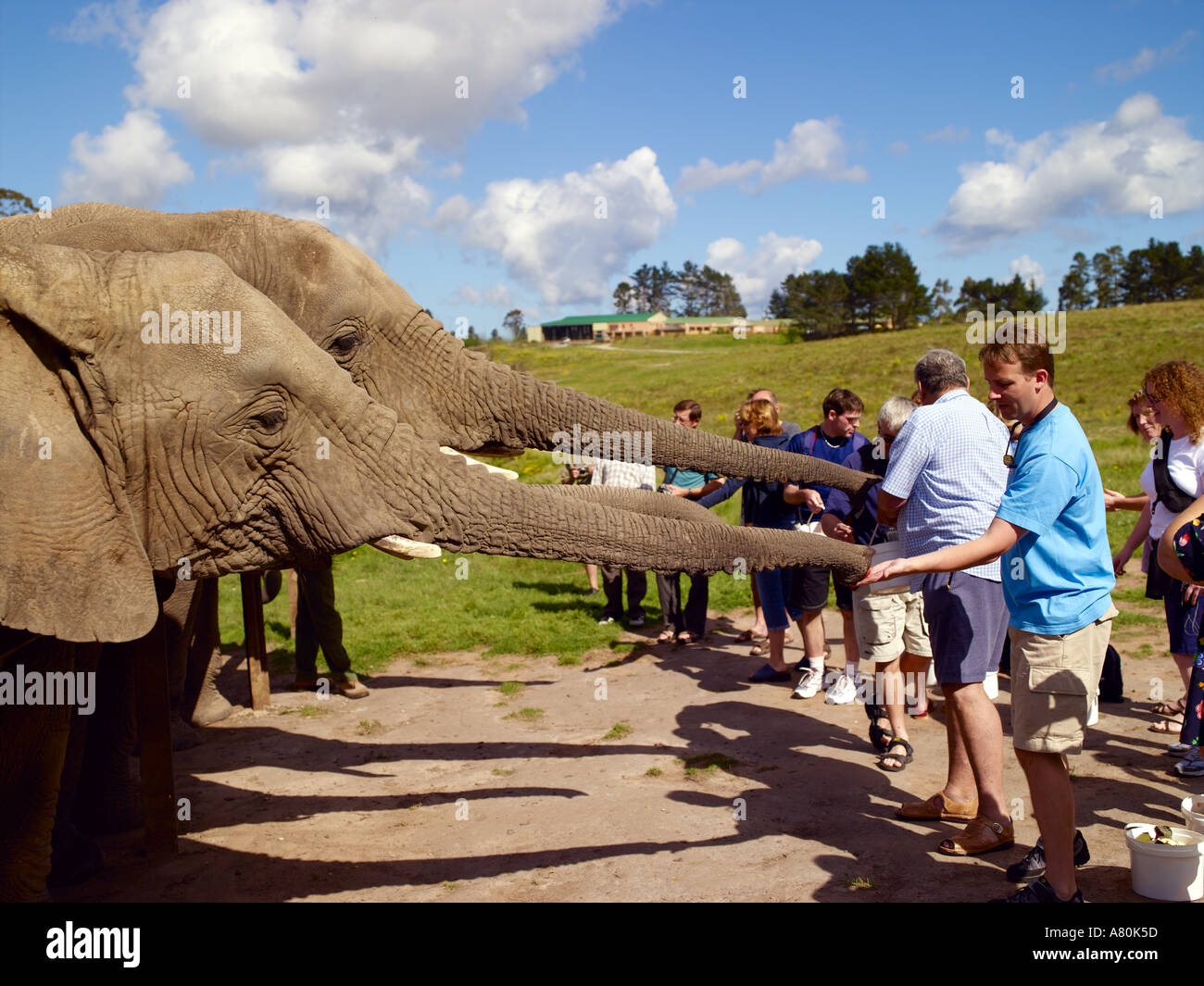 Knysna Elephant Park Stock Photo - Alamy