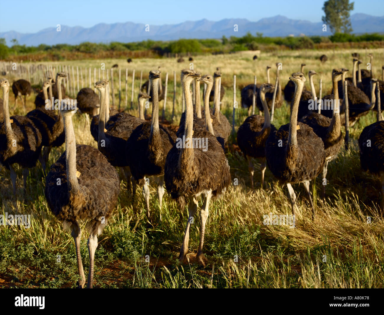Farm animals in africa hi-res stock photography and images - Alamy