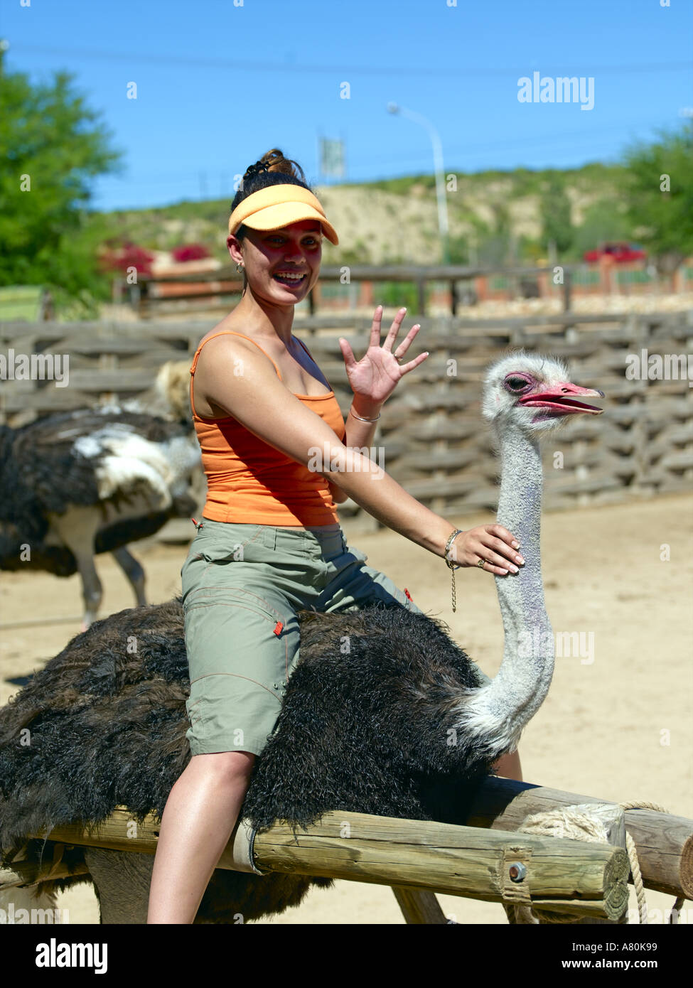 Tourist riding ostrich hi-res stock photography and images - Alamy