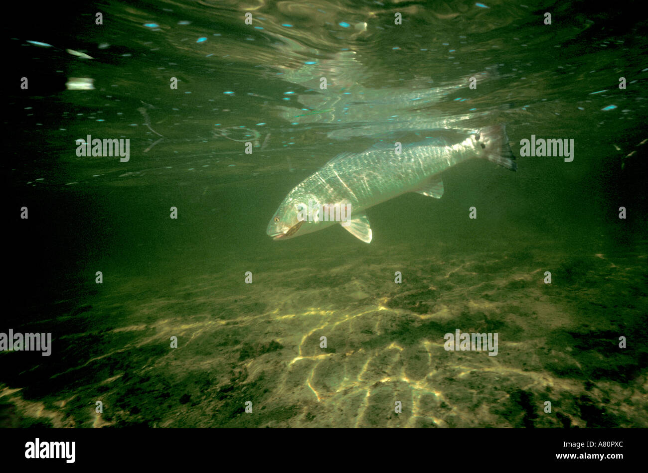 Redfish Underwater Wallpaper