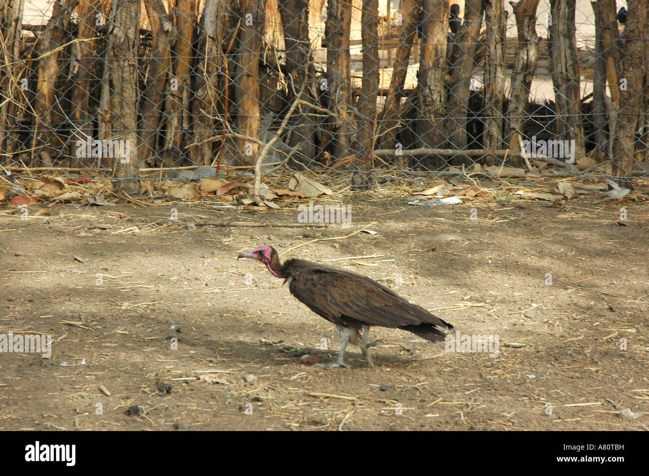 Vulture death hi-res stock photography and images - Alamy