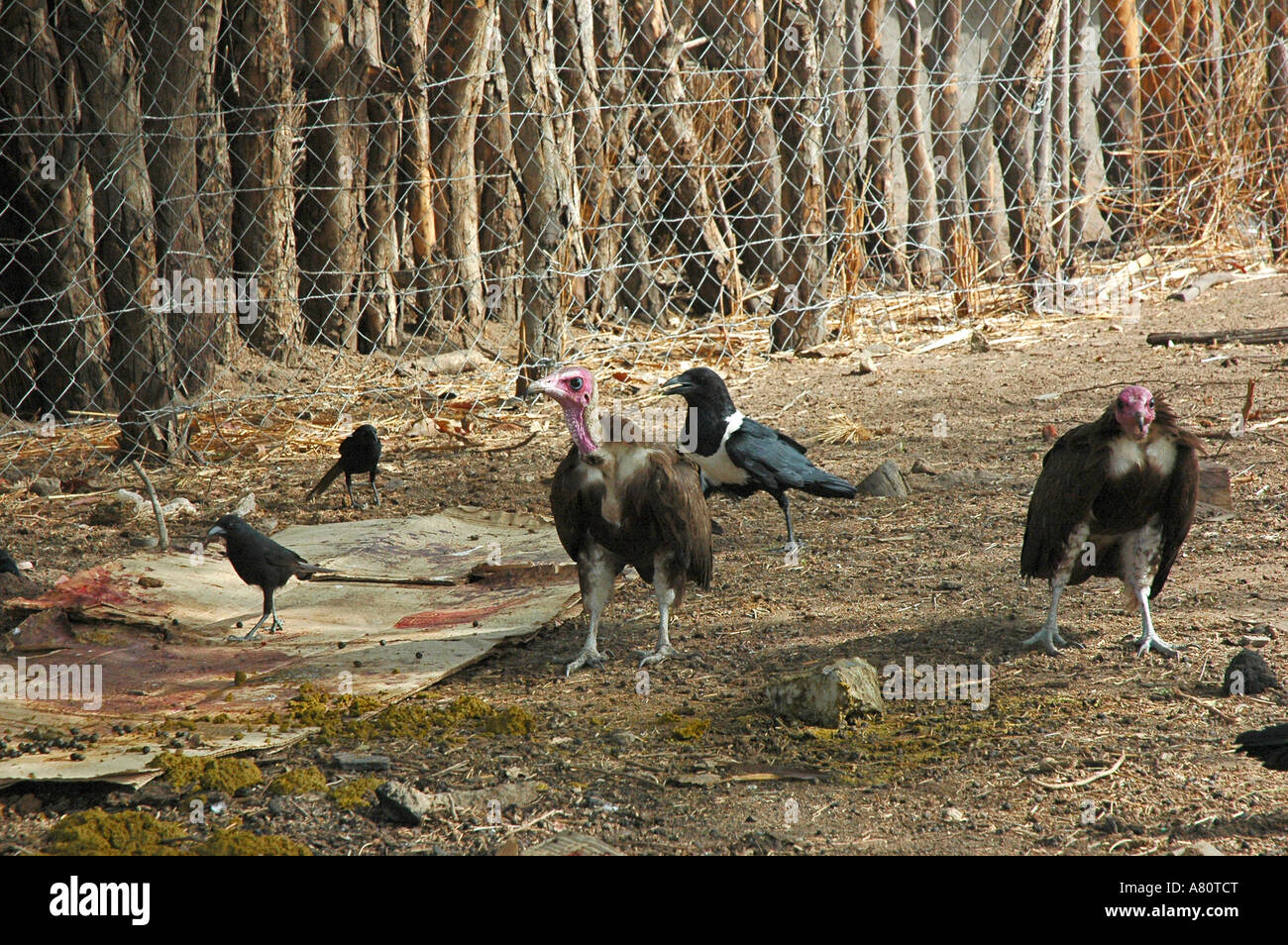 Scavenging vultures hi-res stock photography and images - Alamy