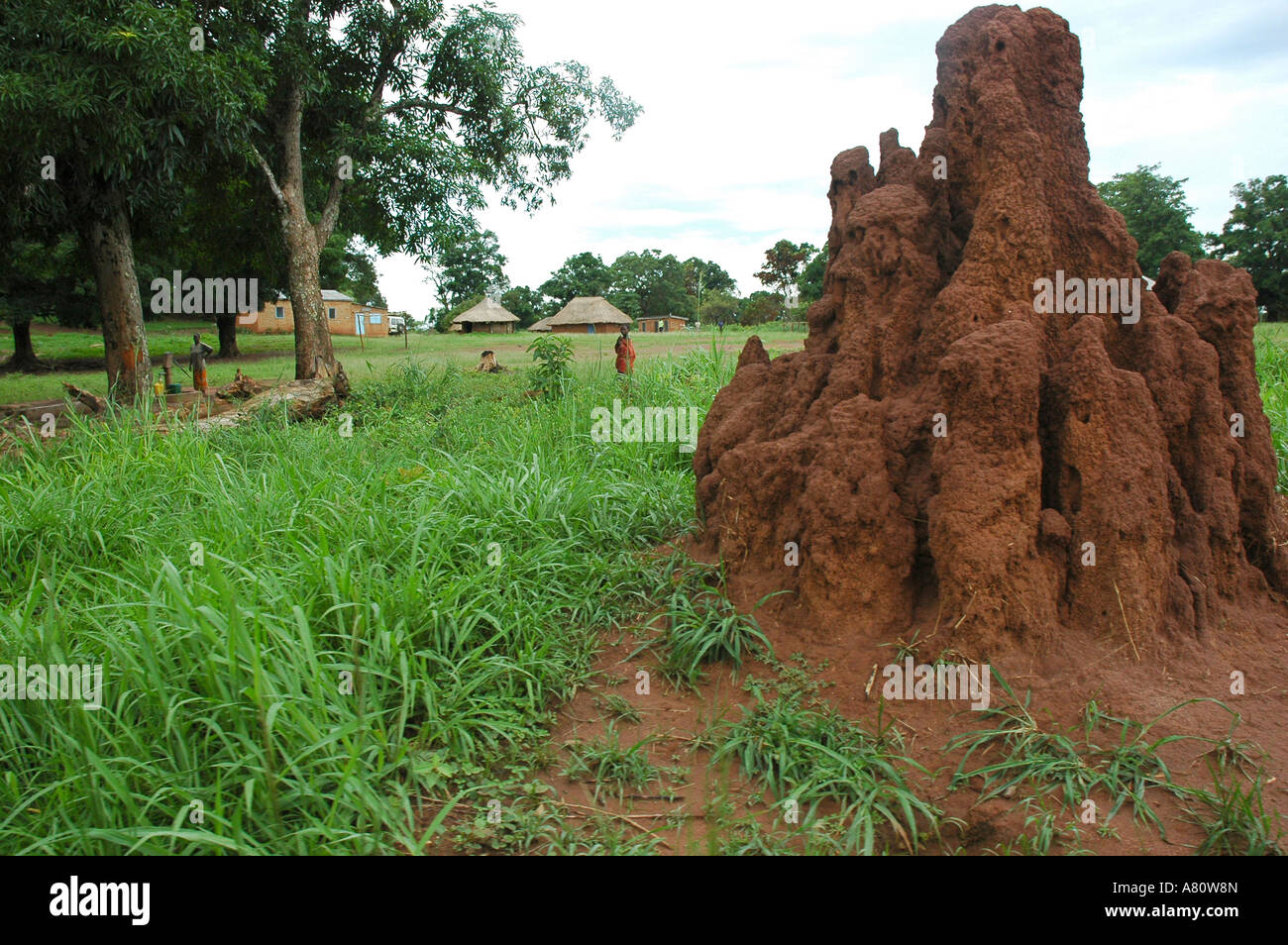 Termite nest in the school Stock Photo - Alamy