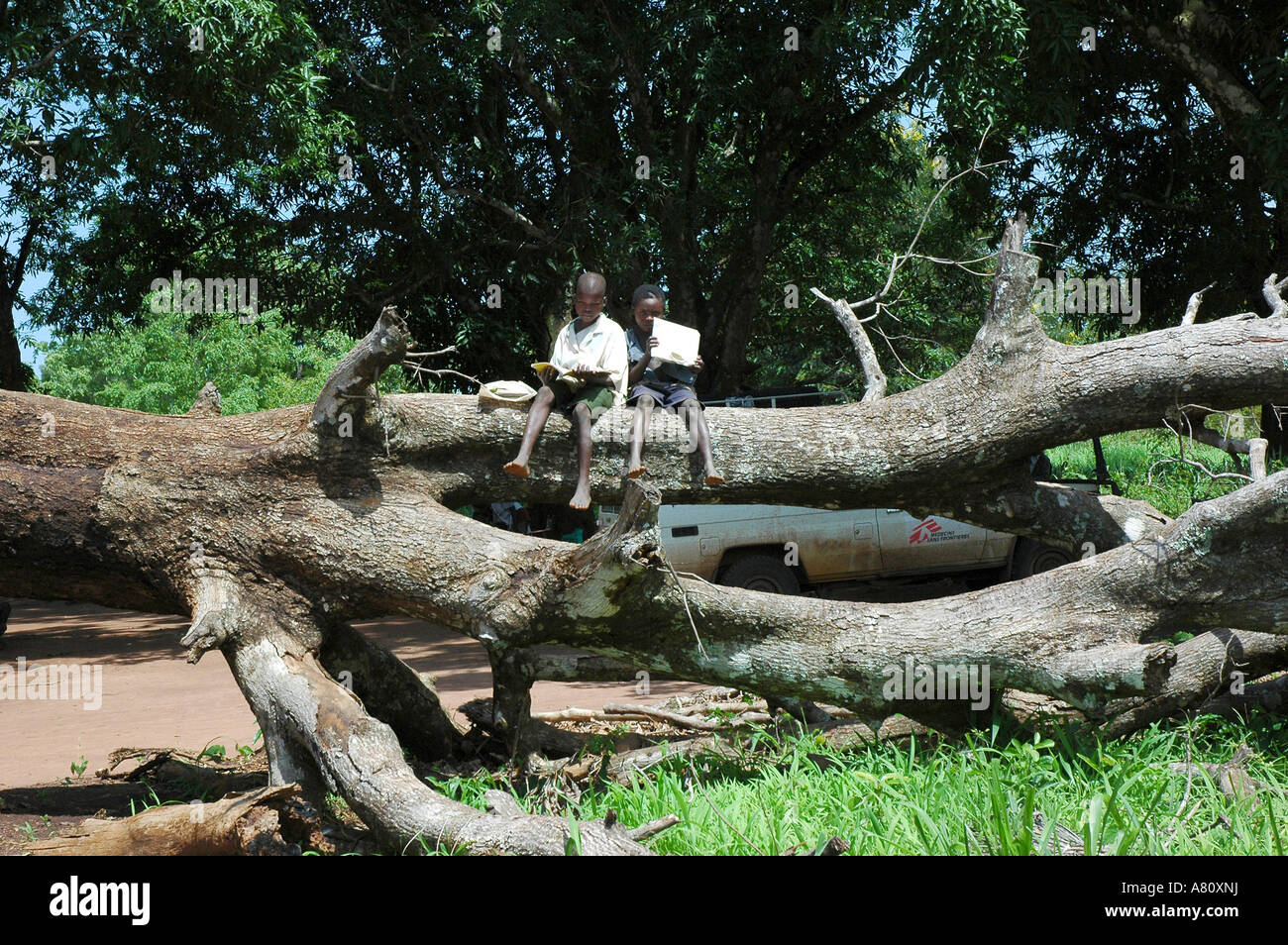 Two boys on a fallen tree Stock Photo - Alamy