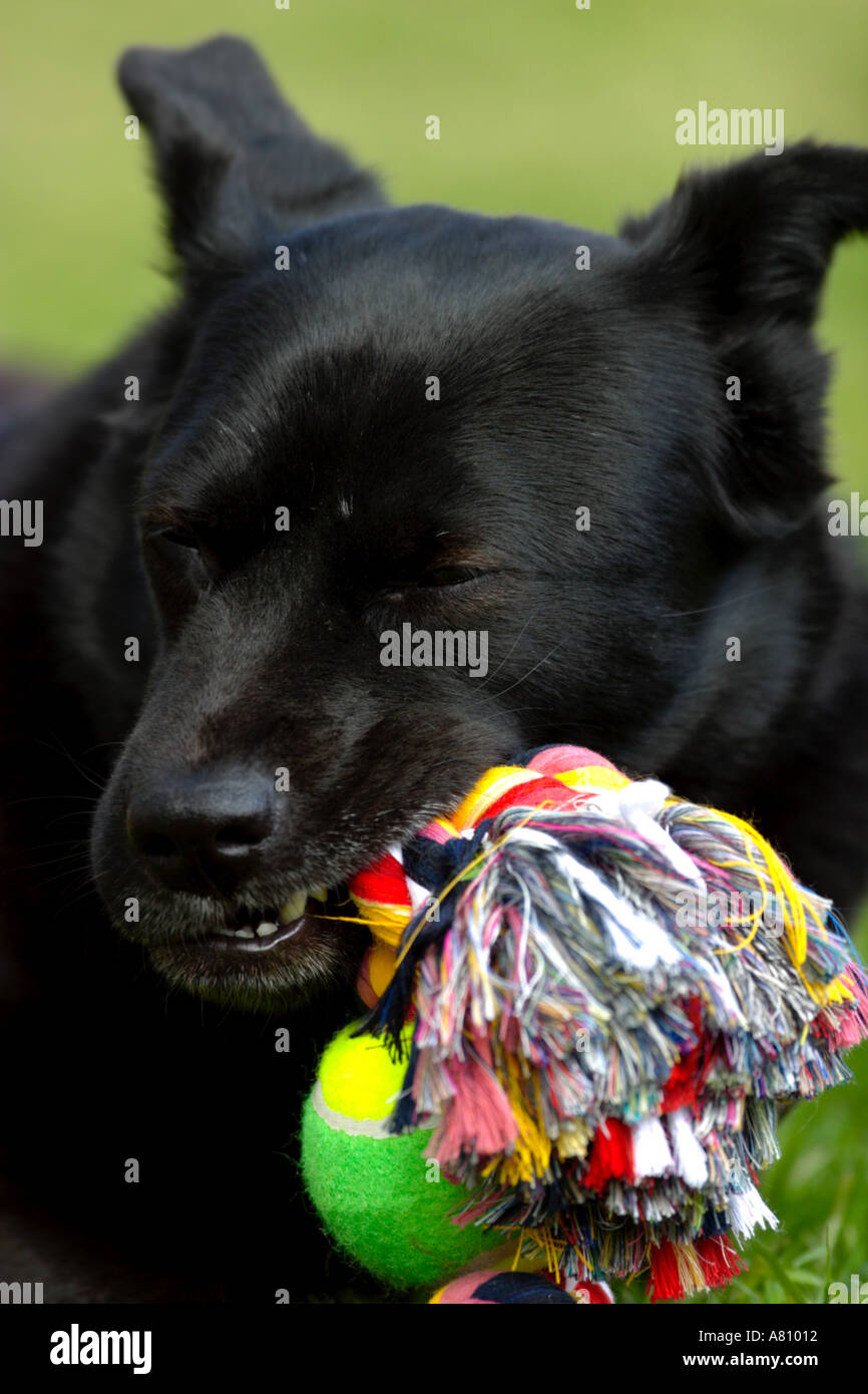 Chow Akita Mixed Breed Dog Stock Photo - Alamy