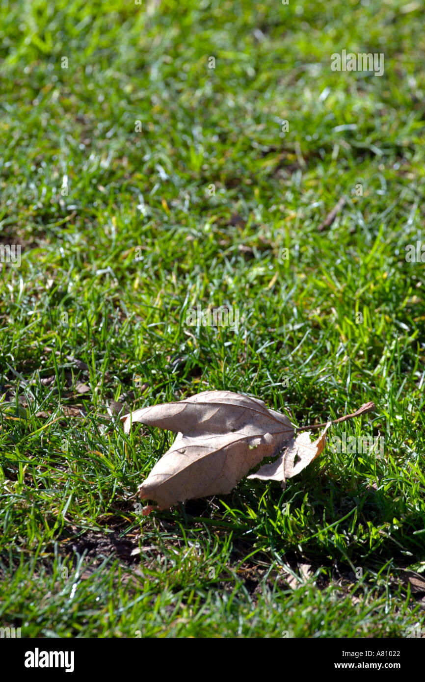 Dead Maple Leaf on Grass Stock Photo - Alamy