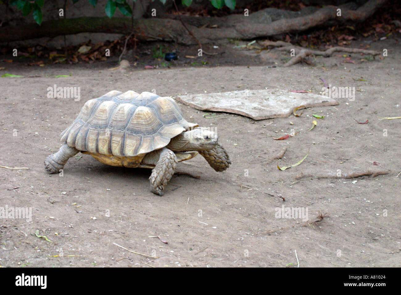 African Spurred Tortoise Stock Photo - Alamy