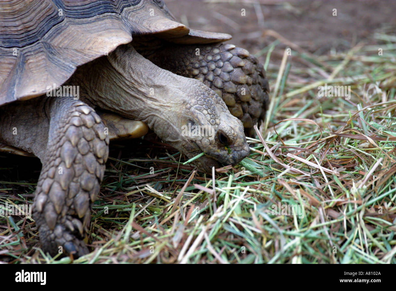 African Spurred Tortoise Stock Photo - Alamy