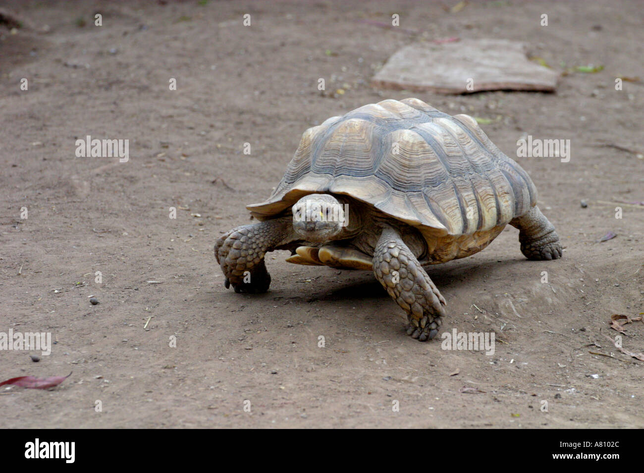 African Spurred Tortoise Stock Photo - Alamy