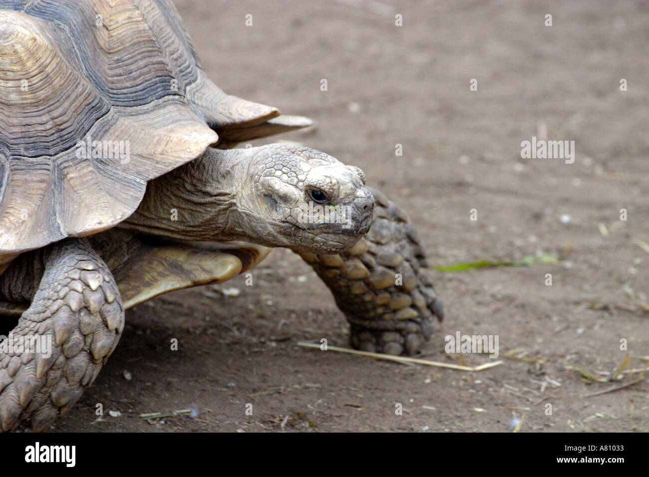 African Spurred Tortoise Stock Photo - Alamy