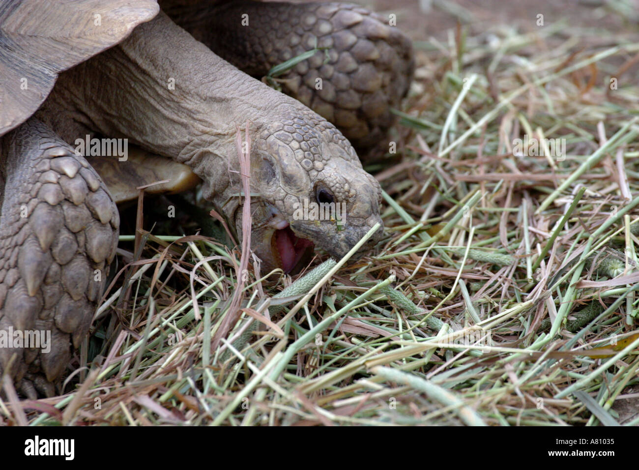 African Spurred Tortoise Stock Photo - Alamy