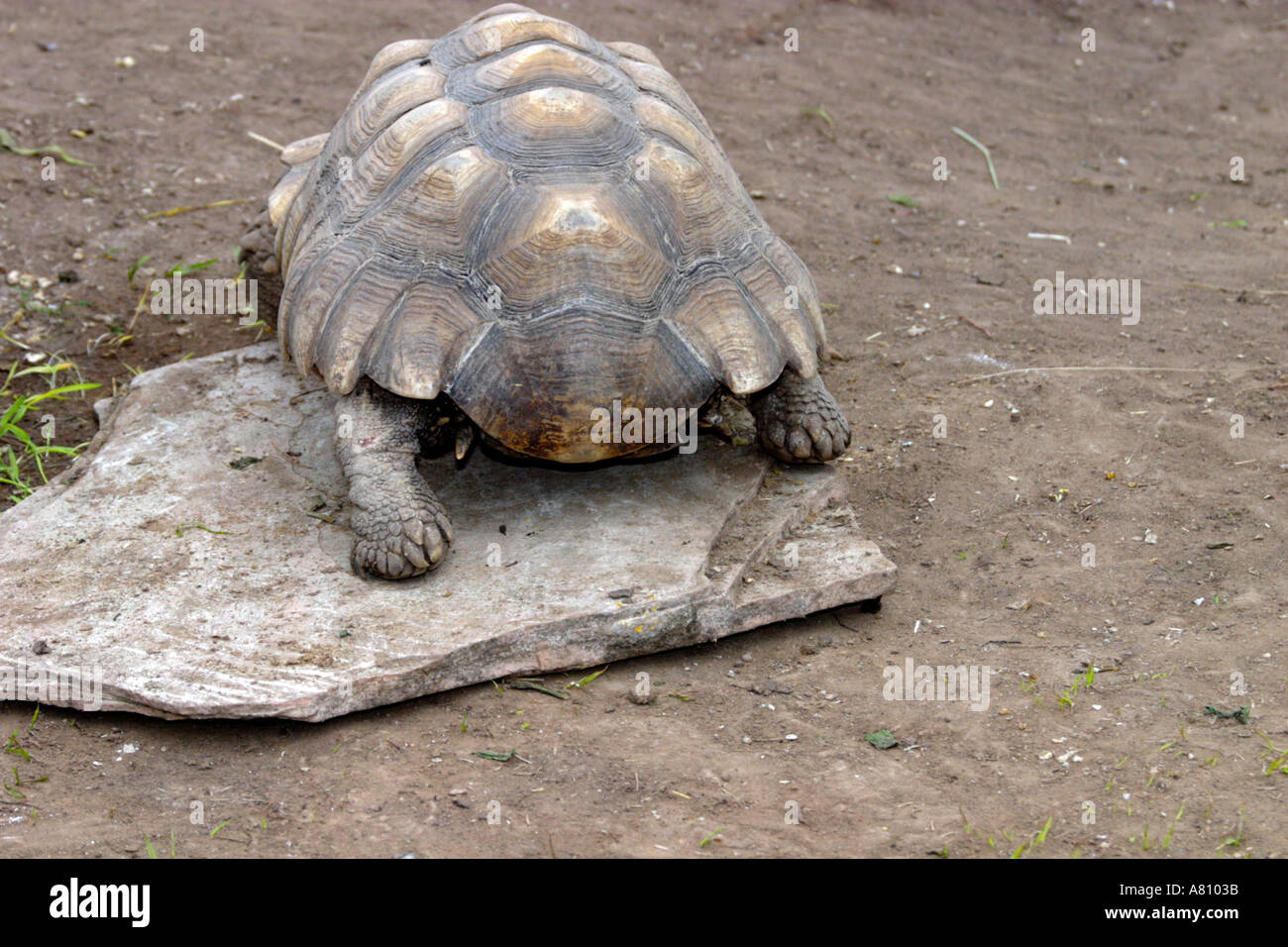 African spur thigh hi-res stock photography and images - Alamy