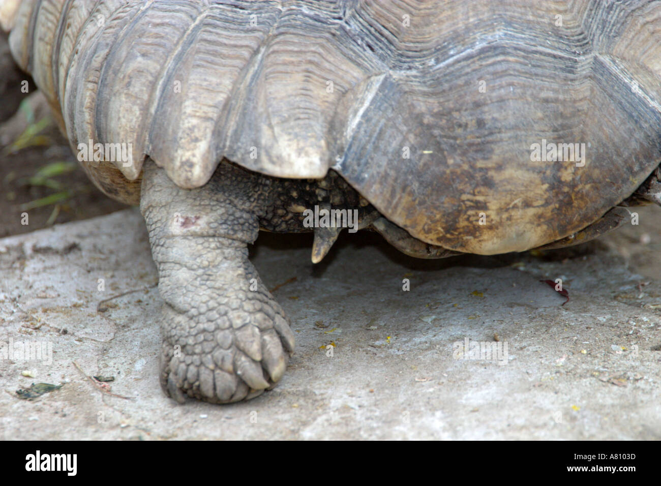 African Spurred Tortoise Stock Photo - Alamy