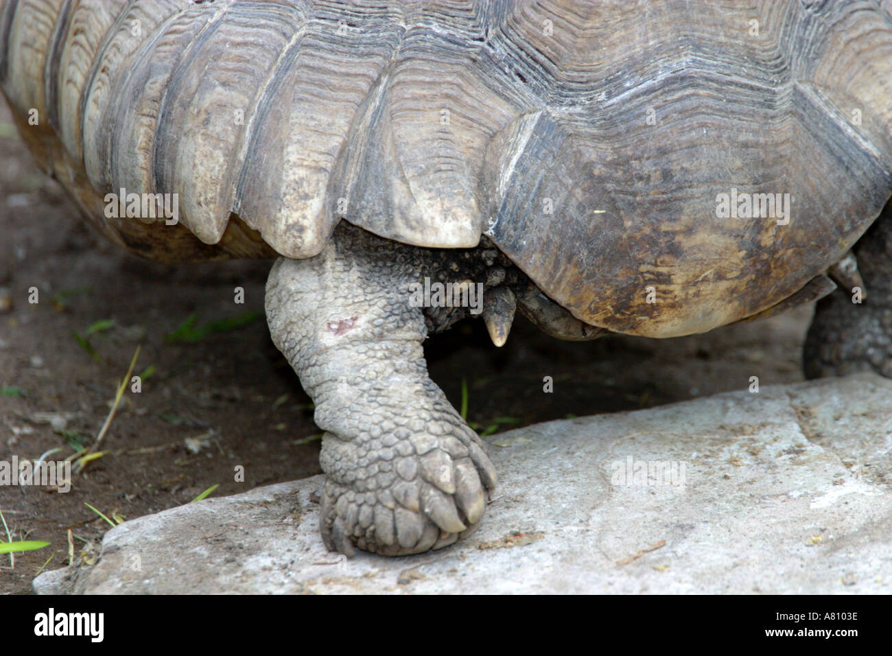 African spur thigh tortoise hi-res stock photography and images - Alamy