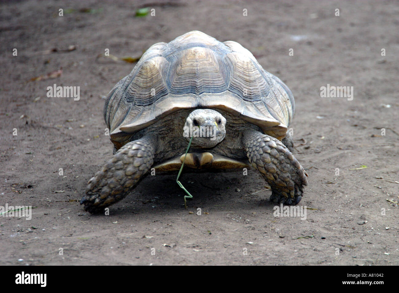 African Spurred Tortoise Stock Photo - Alamy