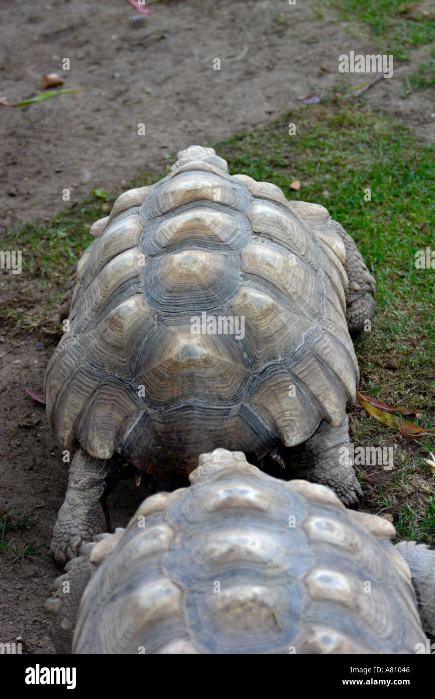 African Spurred Tortoise Stock Photo - Alamy