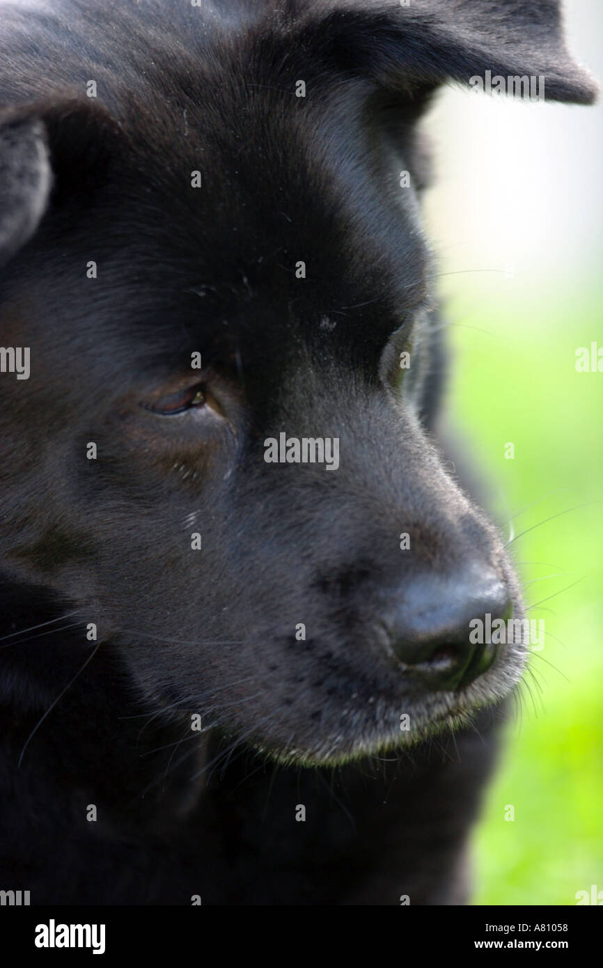 Chow akita mixed breed dog hi-res stock photography and images - Alamy