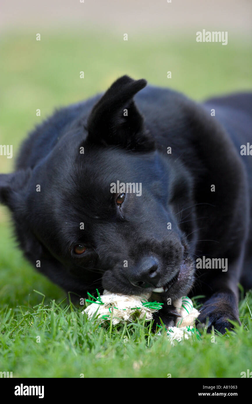 Chow akita mixed breed dog hi-res stock photography and images - Alamy