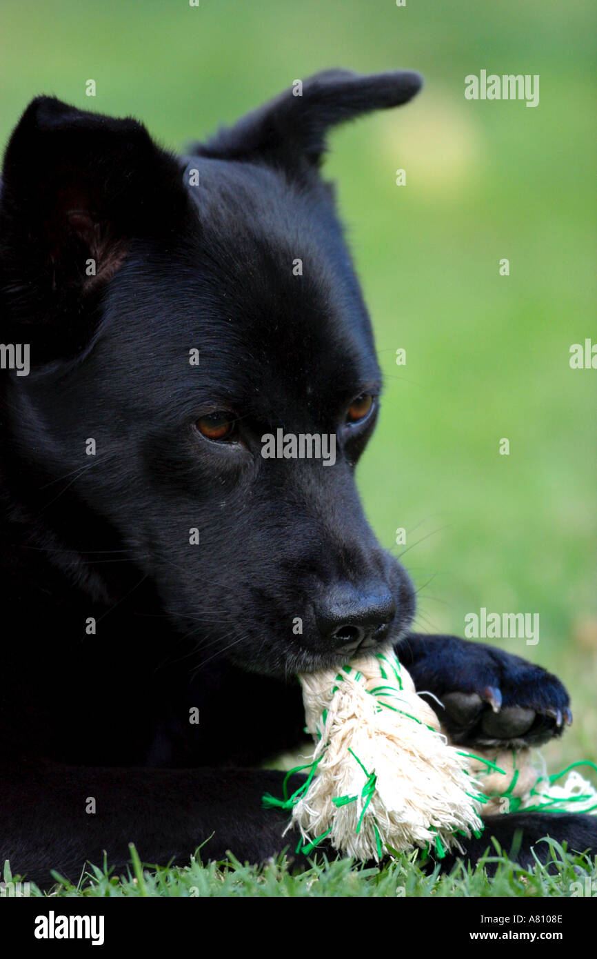 Chow Akita Mixed Breed Dog Stock Photo - Alamy