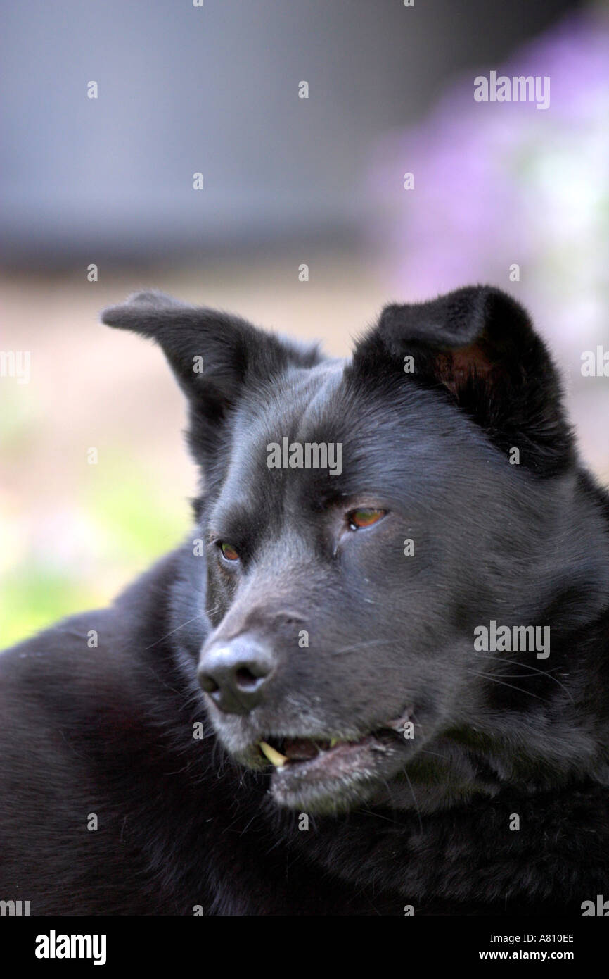 Chow Akita Mixed Breed Dog Stock Photo - Alamy
