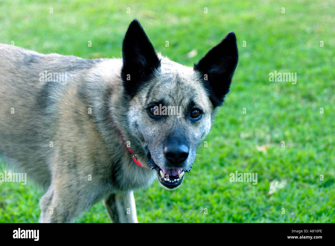 Greyhound Shepherd Mix