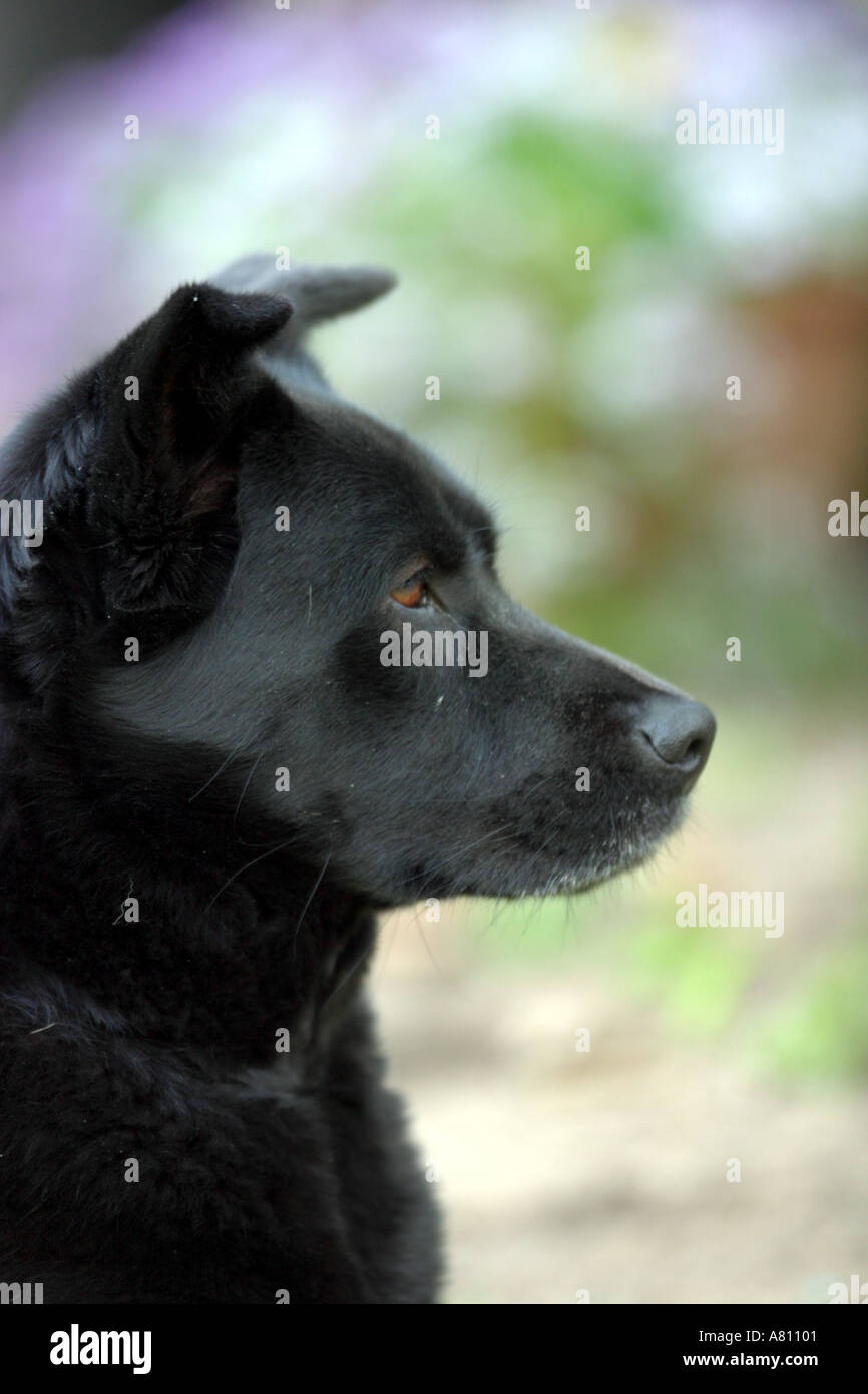 Chow akita mixed breed dog hi-res stock photography and images - Alamy