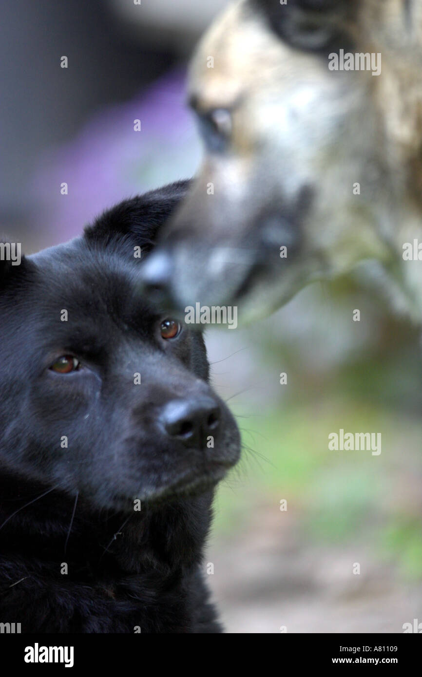 Chow akita mixed breed dog hi-res stock photography and images - Alamy