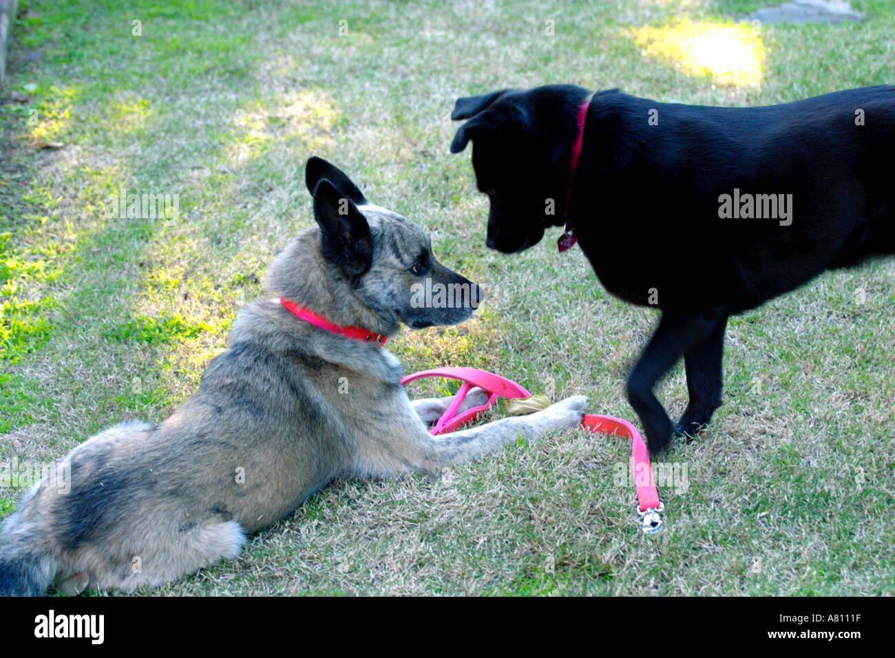 Chow shepherd hi-res stock photography and images - Alamy