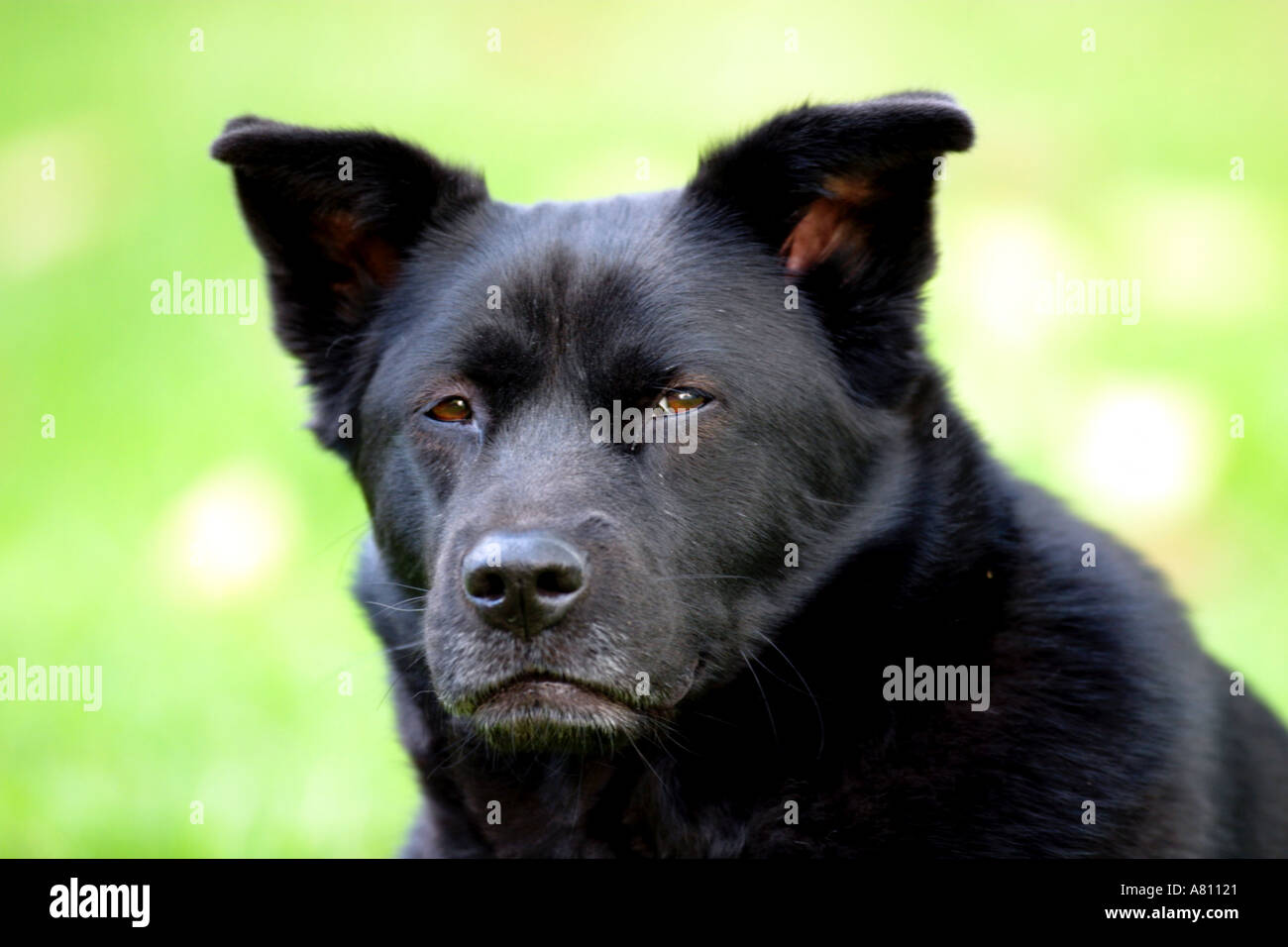 Chow Akita Mixed Breed Dog Stock Photo - Alamy