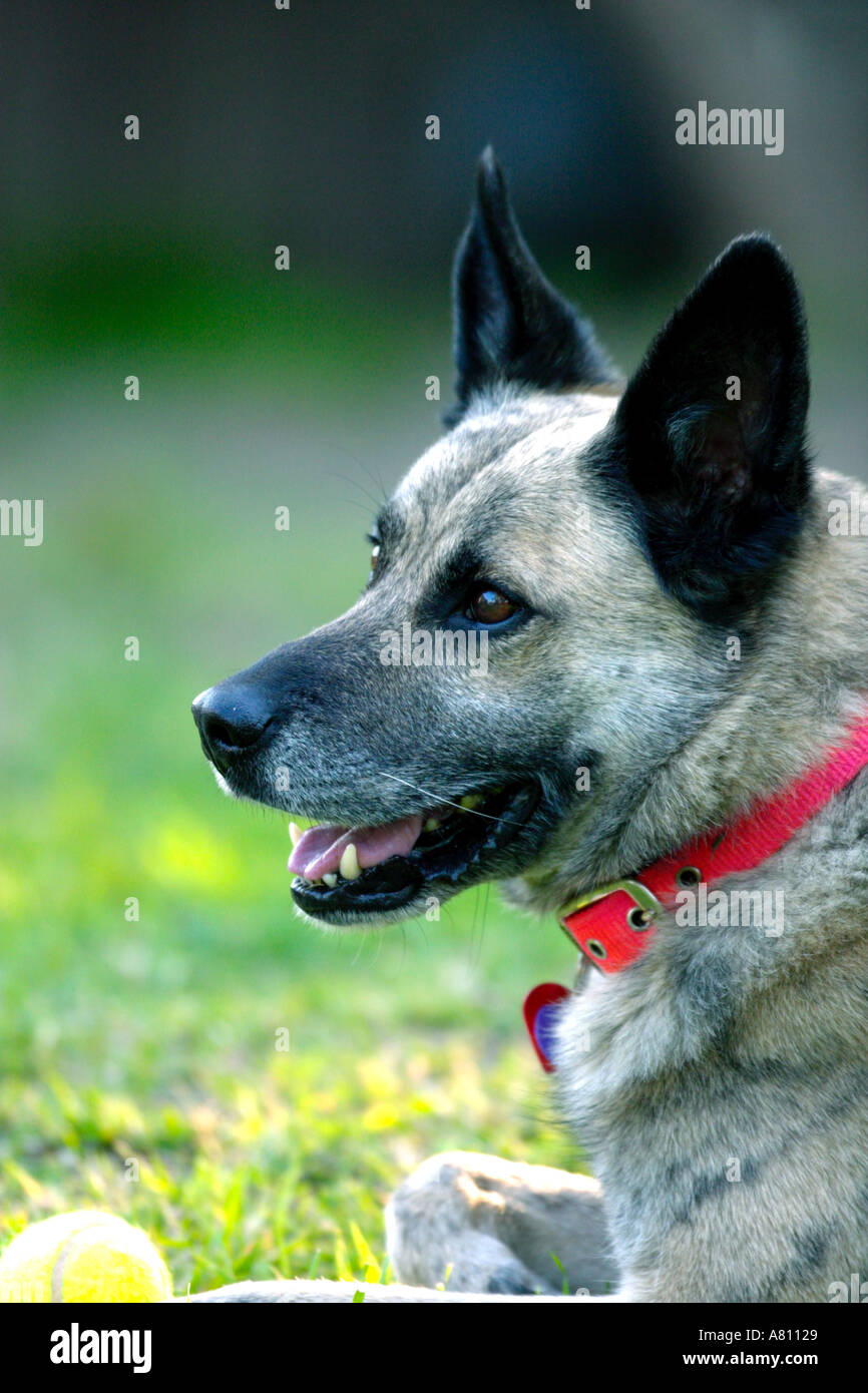 Shepherd Greyhound Mixed Breed Dog Stock Photo - Alamy
