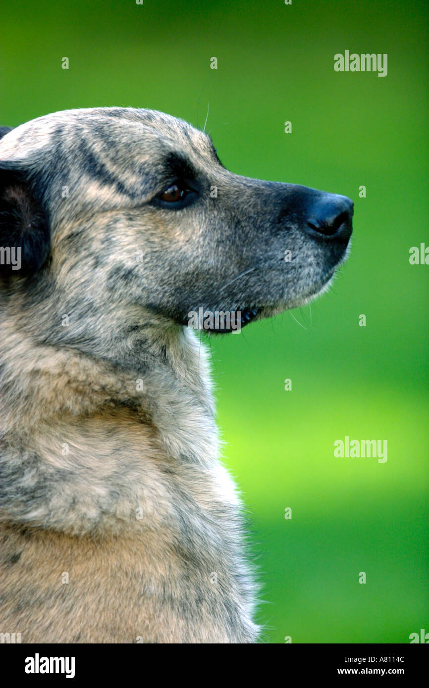 Greyhound Shepherd Mix Puppy