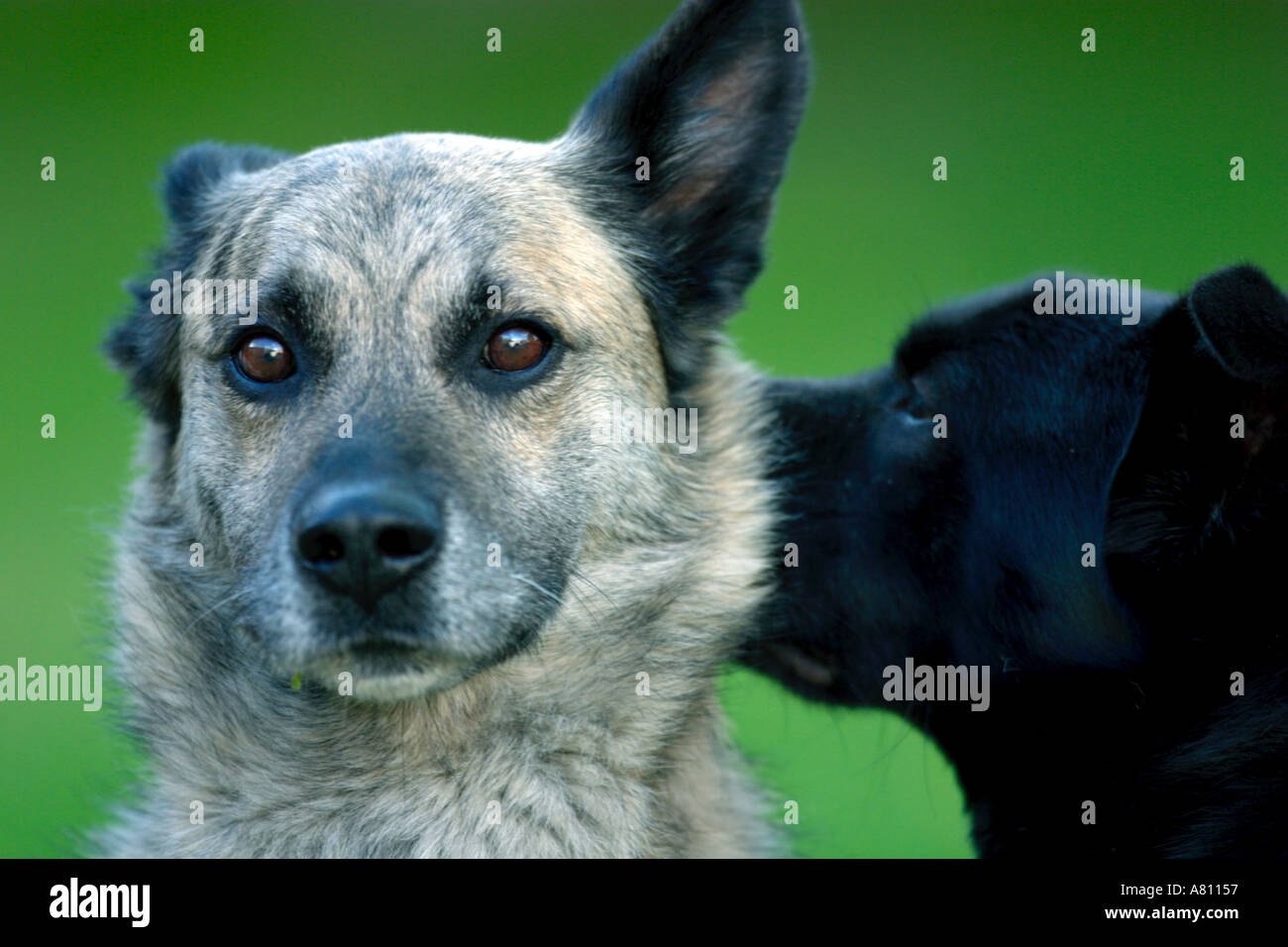 Shepherd Greyhound Mixed Breed Dog and Akita Chow Mixed Breed Dog Stock ...