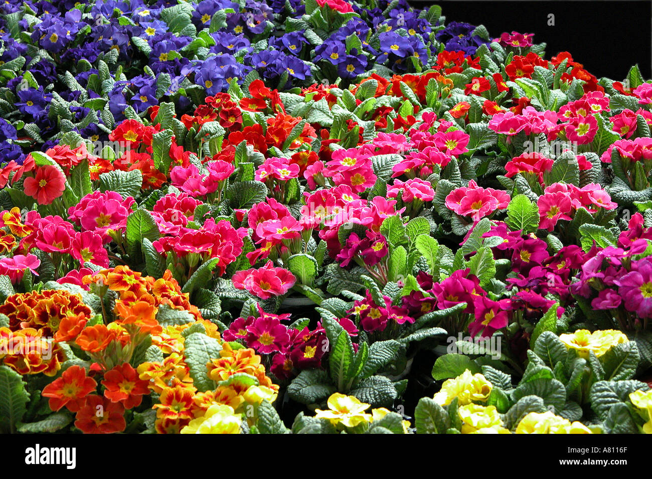 Primula mixed colours hi-res stock photography and images - Alamy