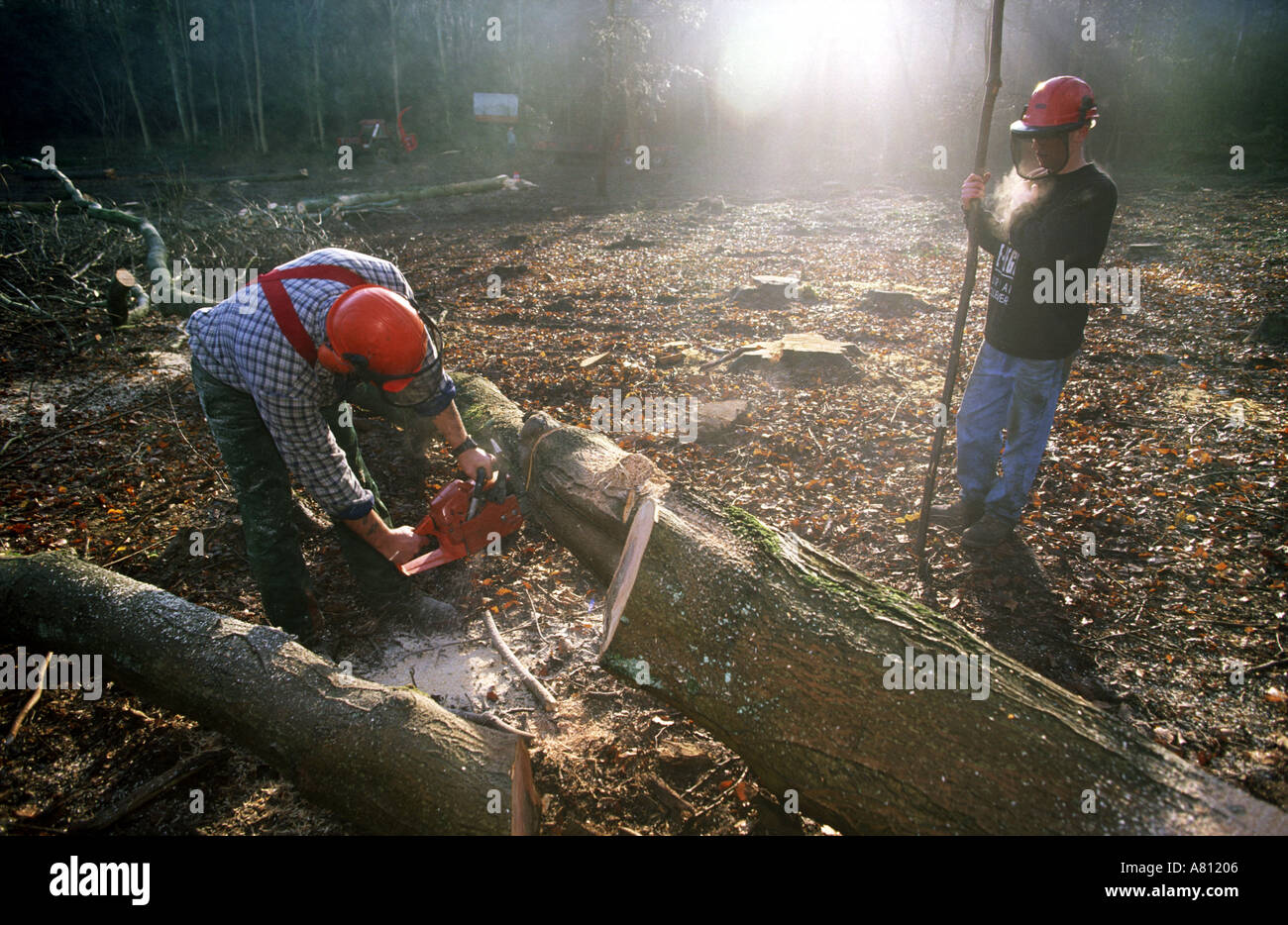2,Lumberjacks, wearing, safety, gear ,cutting ,up, freshly, felled ...