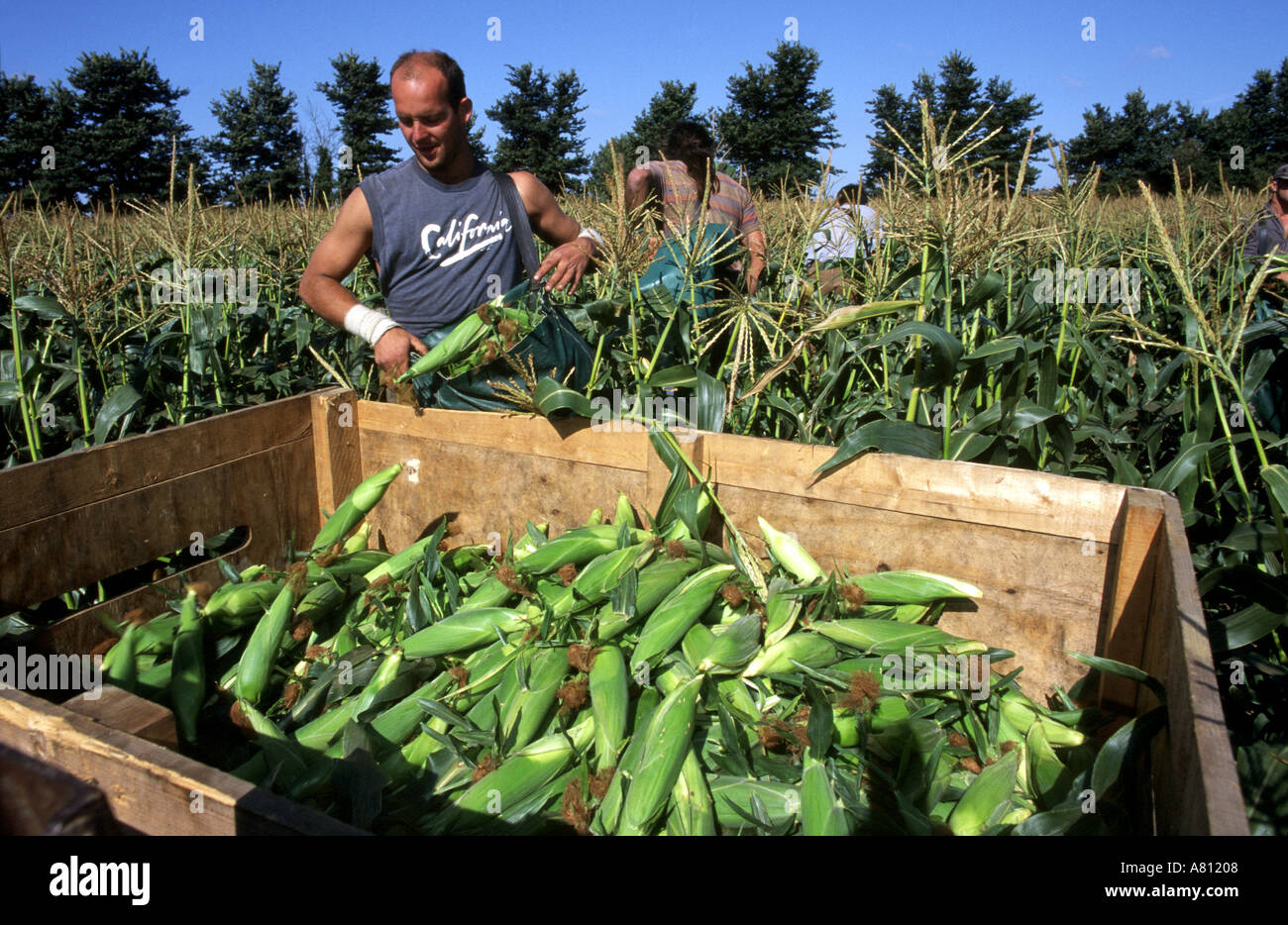 Man Harvesting corn on the cob Mersley farms isle of wight england uk ...