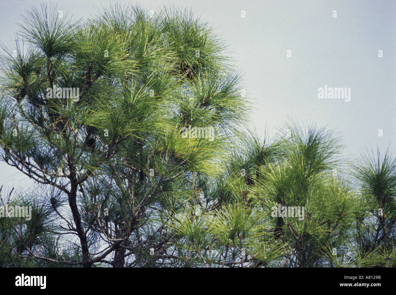 Shlash hi-res stock photography and images - Alamy