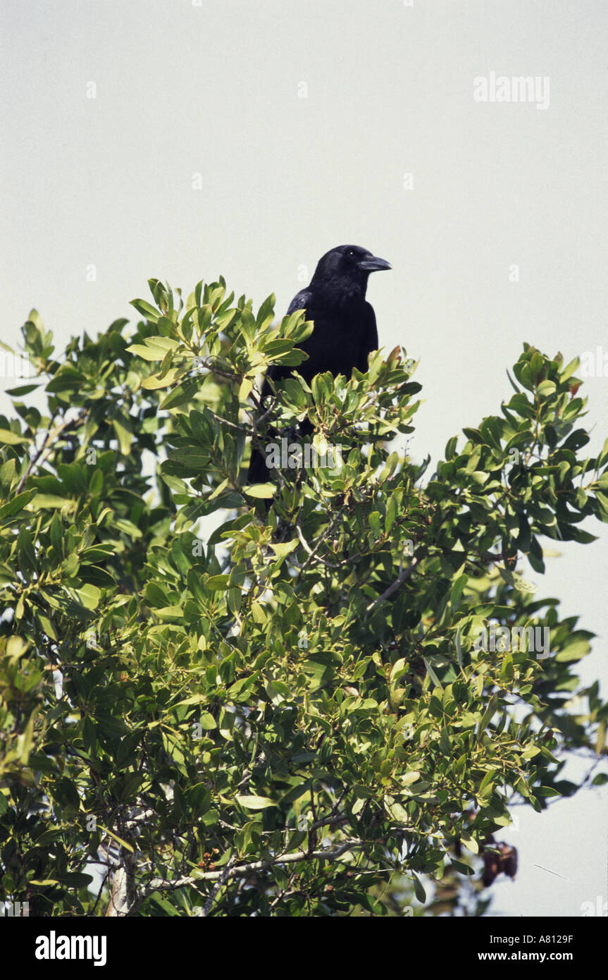 American crow at florida everglades hi-res stock photography and images ...